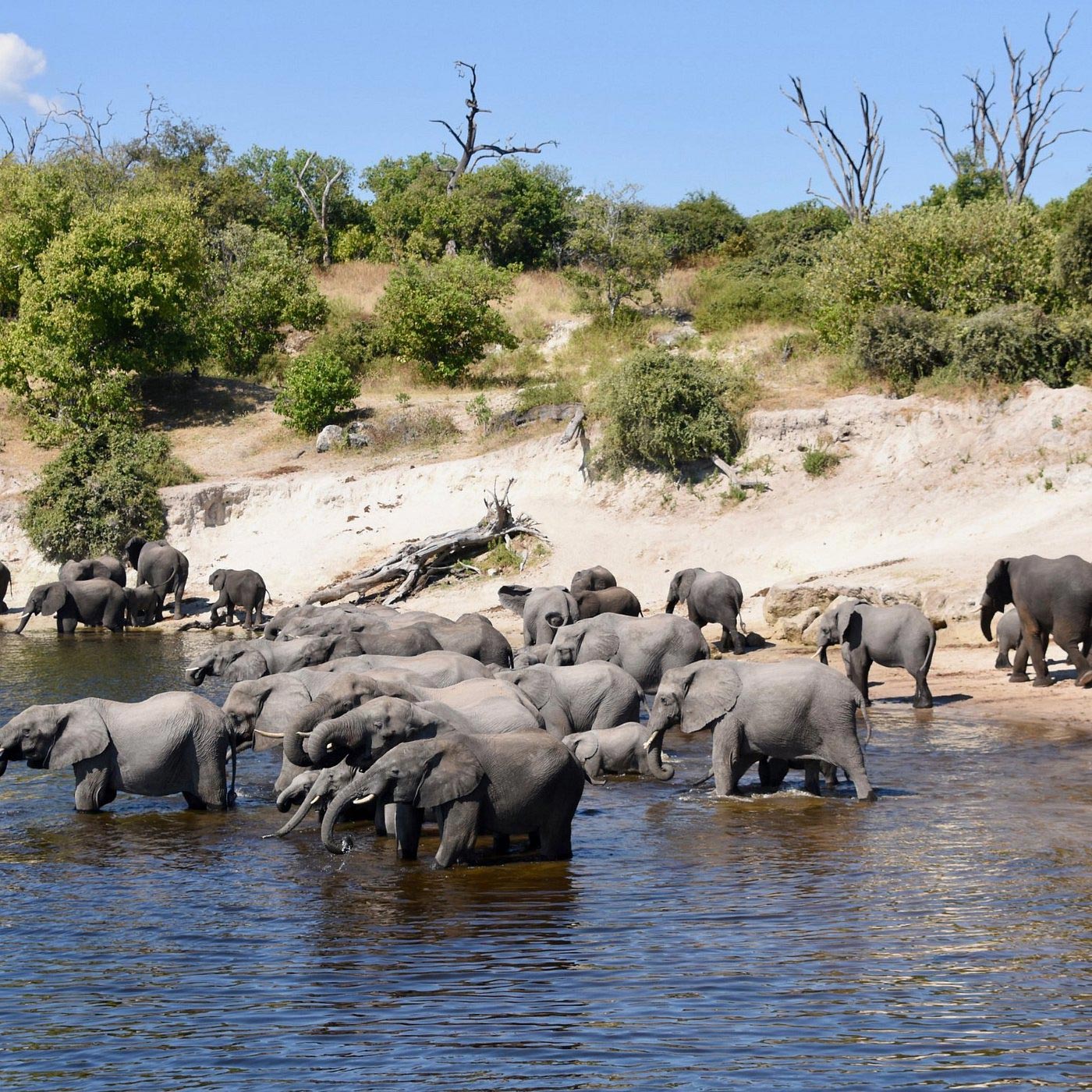 Home - We offer life-changing safari adventures in Botswana